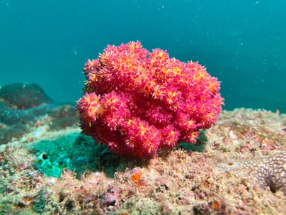 Explore the Best Dive Sites in Fujairah with Al Boom Diving - Al Boom ...