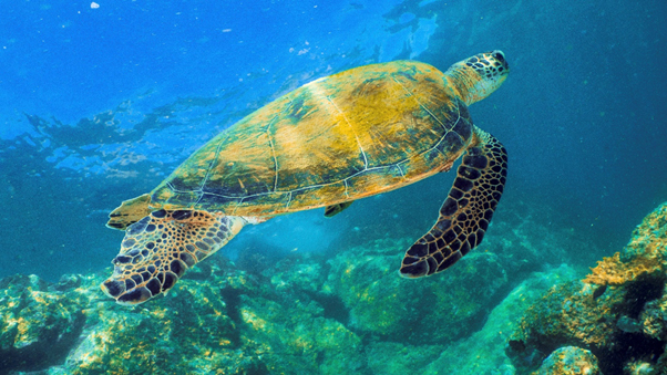 Explore the Best Dive Sites in Fujairah with Al Boom Diving - Al Boom ...