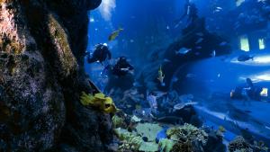 All Scuba Diving Courses - Al Boom Diving