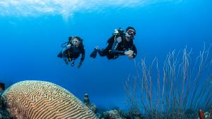 All Scuba Diving Courses - Al Boom Diving