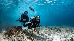 All Scuba Diving Courses - Al Boom Diving