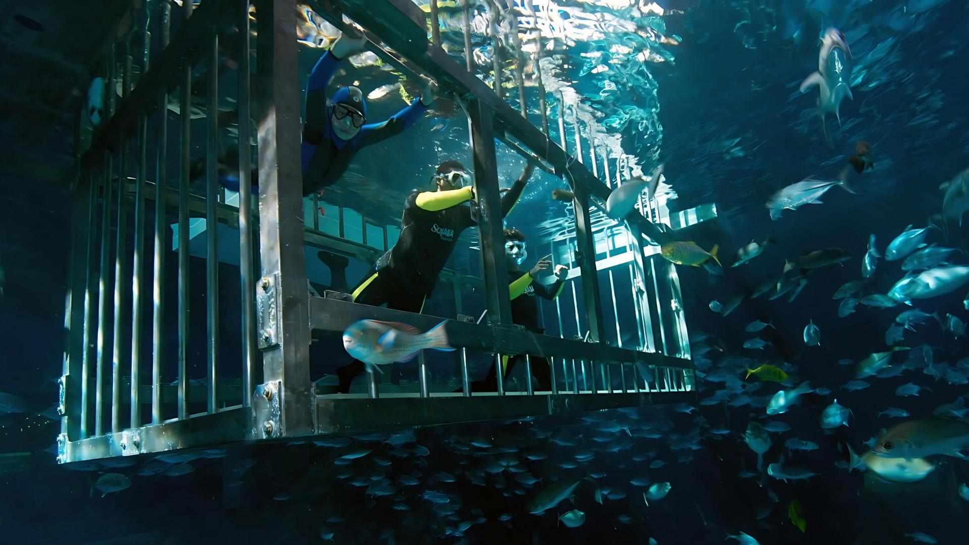 Snorkeling in Dubai Aquarium - Al Boom Diving